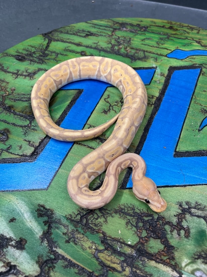 Mystic Banana Ball Python by JL3 Reptiles