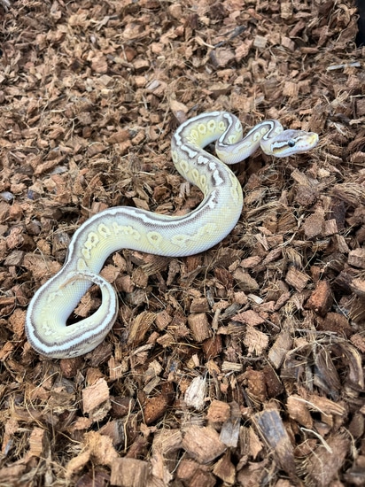 Pewter Lesser Nanny Ball Python by JL3 Reptiles