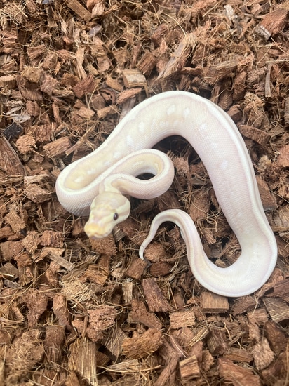 Banana Mystic Carnage Ball Python by JL3 Reptiles