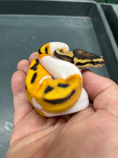 Emoji Orange Dream Piebald Ball Python by JL3 Reptiles