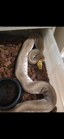 Bamboo Black Pastel Sugar Pastel Ball Python by Moonsnakesmontreal