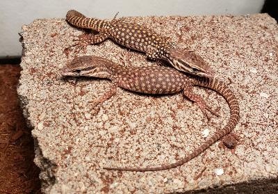 Yellow Ackie Monitor Spiny-Tailed Monitor by Mikosz Herpetological ...