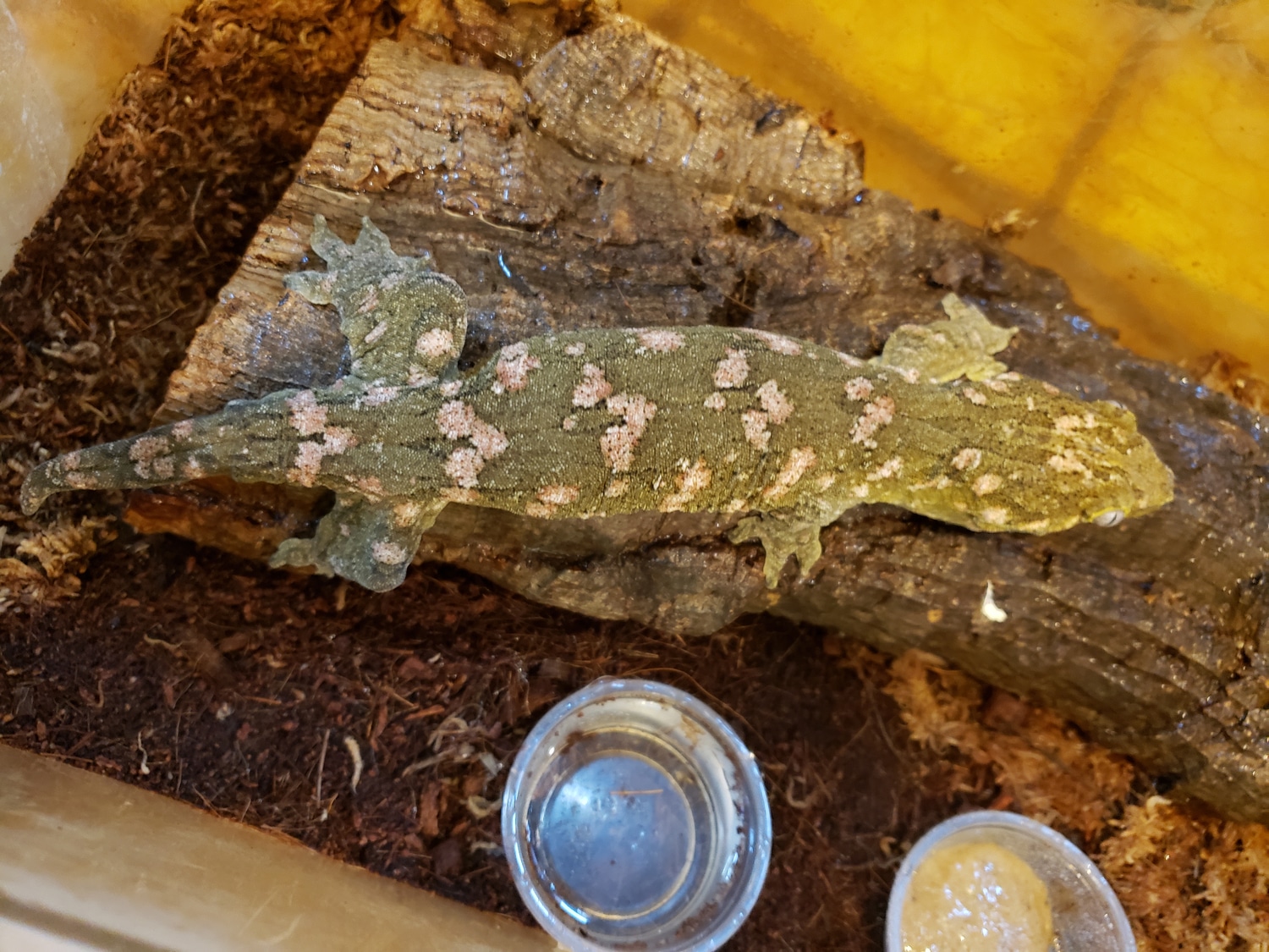 Nuu Ann /Nuu Ami Leachianus Gecko by Mikosz Herpetological - MorphMarket