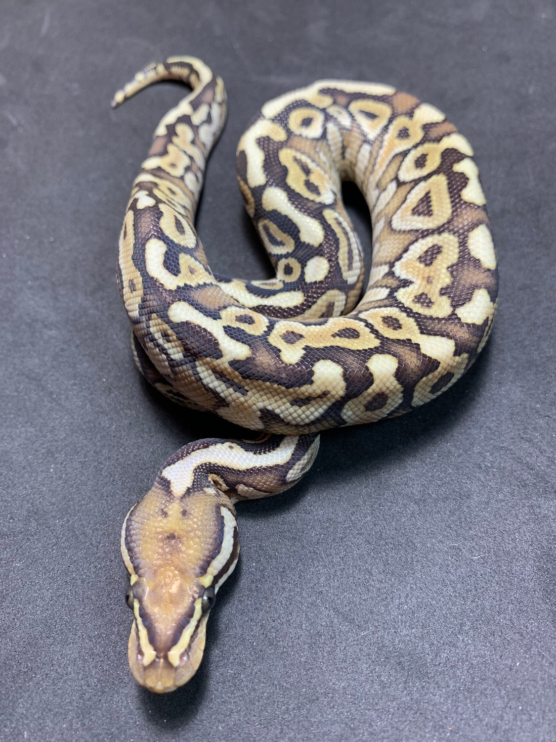 Lesser Spotnose Het Clown Ball Python by Danner Constrictors - MorphMarket