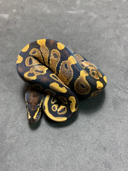 Het Pied 66% Het Candy Ball Python by Danner Constrictors
