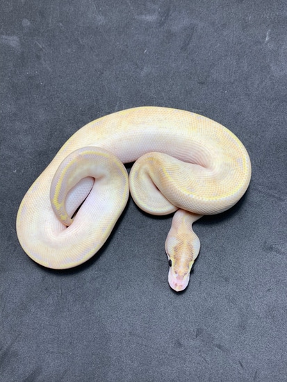 Orange Dream Enchi Ivory Ball Python by Danner Constrictors