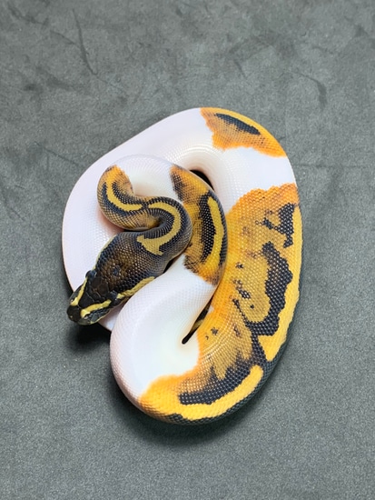 Pied 66% Het Candy Ball Python by Danner Constrictors