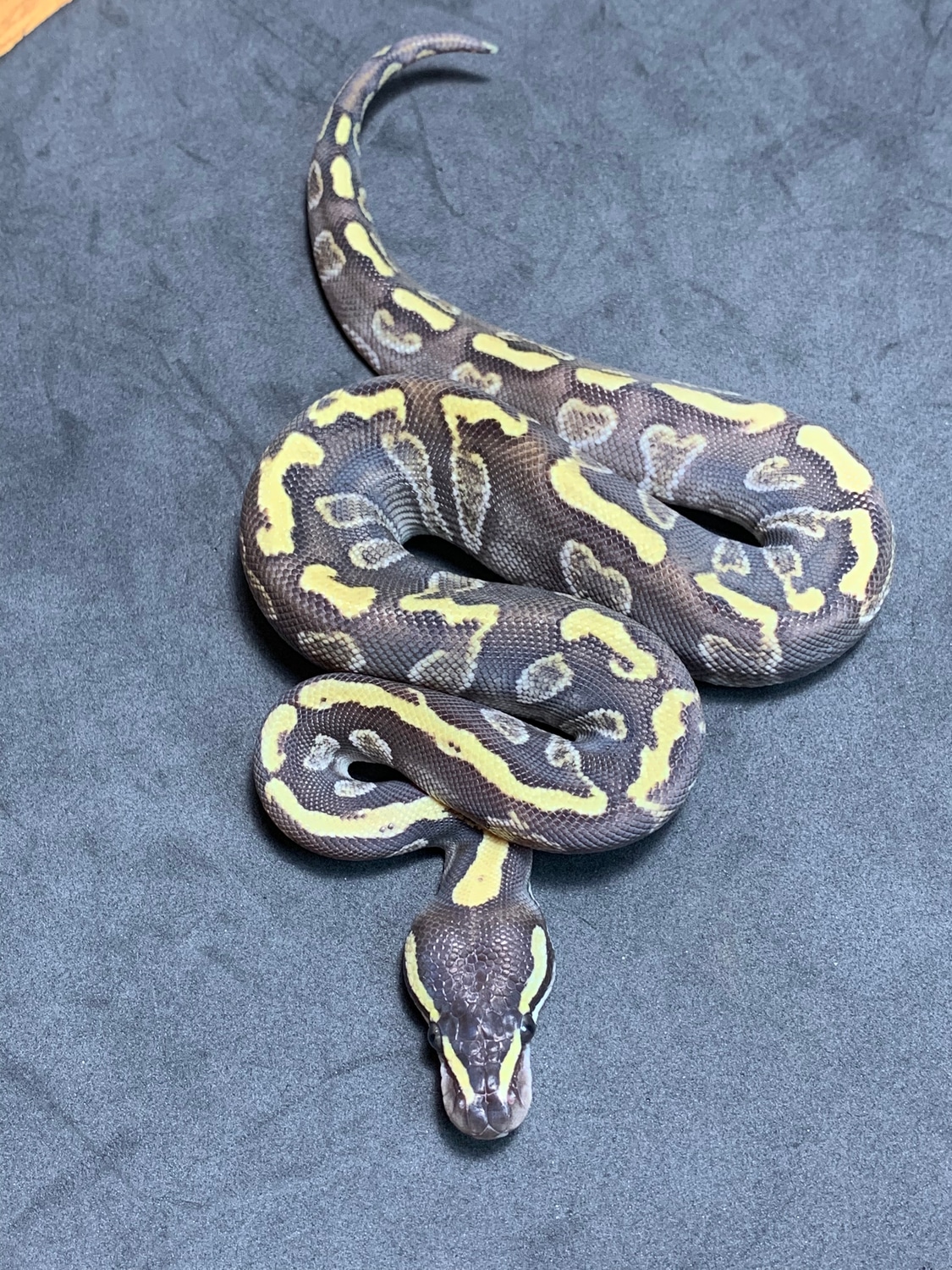 GHI Mojave Enchi Het Hypo Ball Python by Danner Constrictors - MorphMarket
