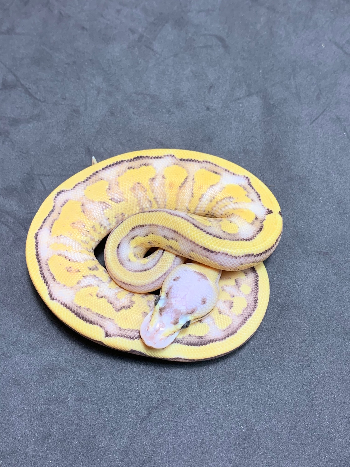 Super Pastel Gravel Specter Ball Python by Danner Constrictors ...