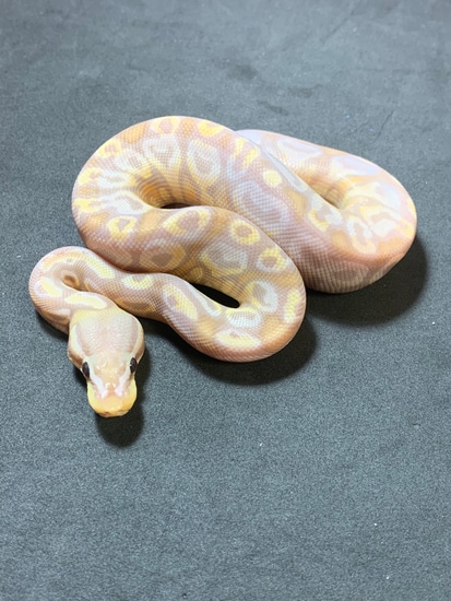 Pastel Banana Trick Ball Python by Danner Constrictors