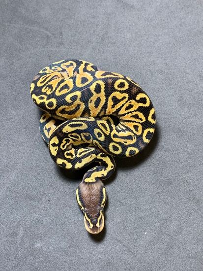 Pastel Trick Ball Python by Danner Constrictors