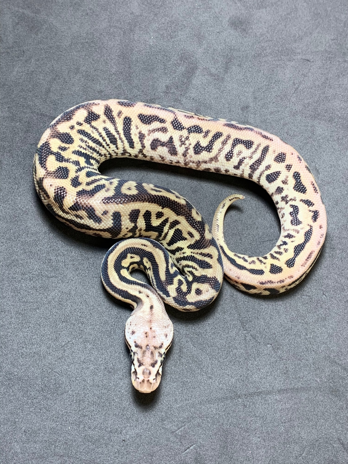 Pastel Leopard Spotnose Yellow Belly Het Clown Ball Python by Danner ...