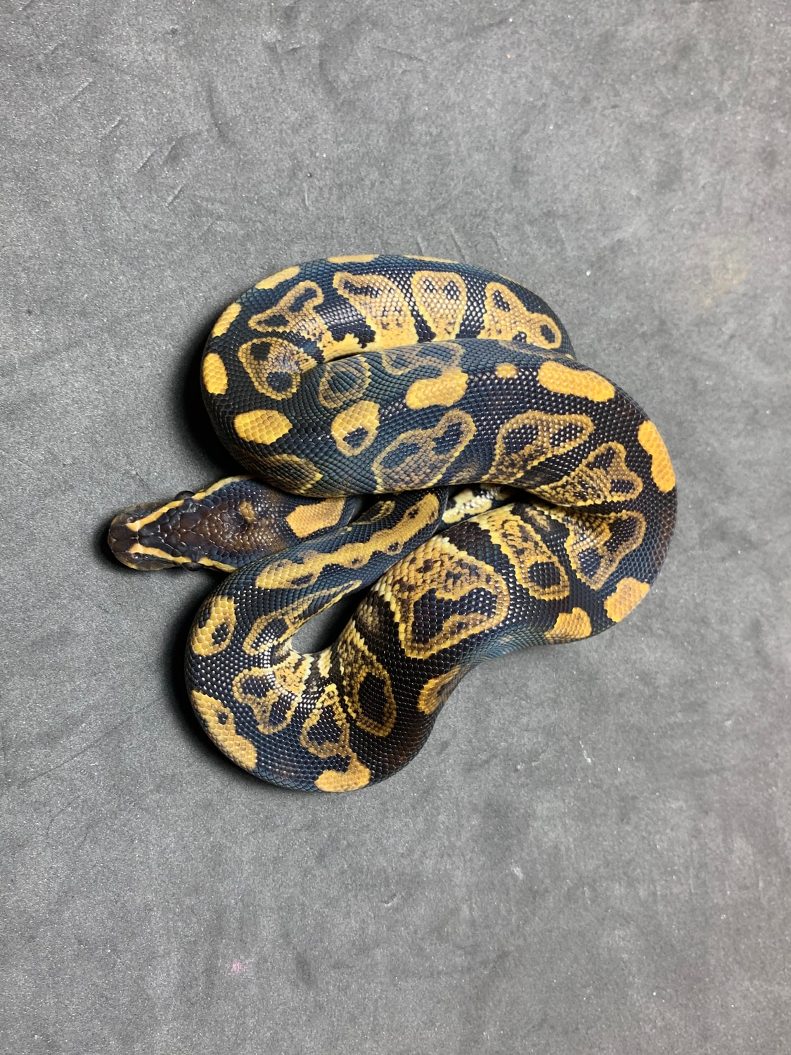 Dark Granite Ball Python by Danner Constrictors - MorphMarket