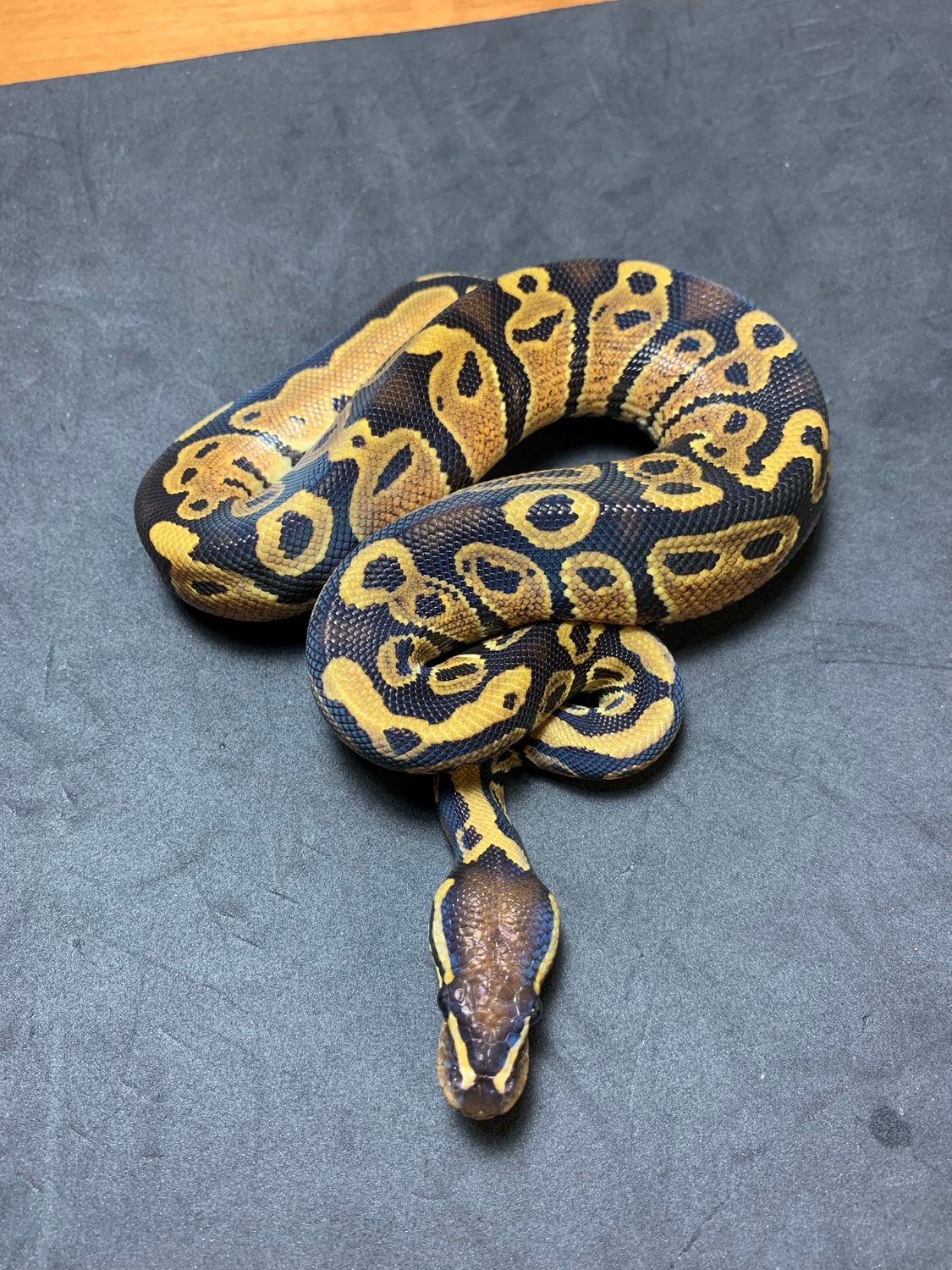 Het Lavender Albino 66% Het Pied Ball Python by Danner Constrictors ...