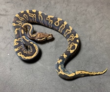 GHI Confusion Ball Python by Danner Constrictors - MorphMarket