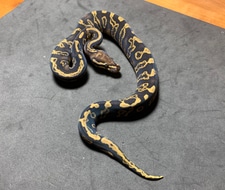GHI Confusion Ball Python by Danner Constrictors - MorphMarket