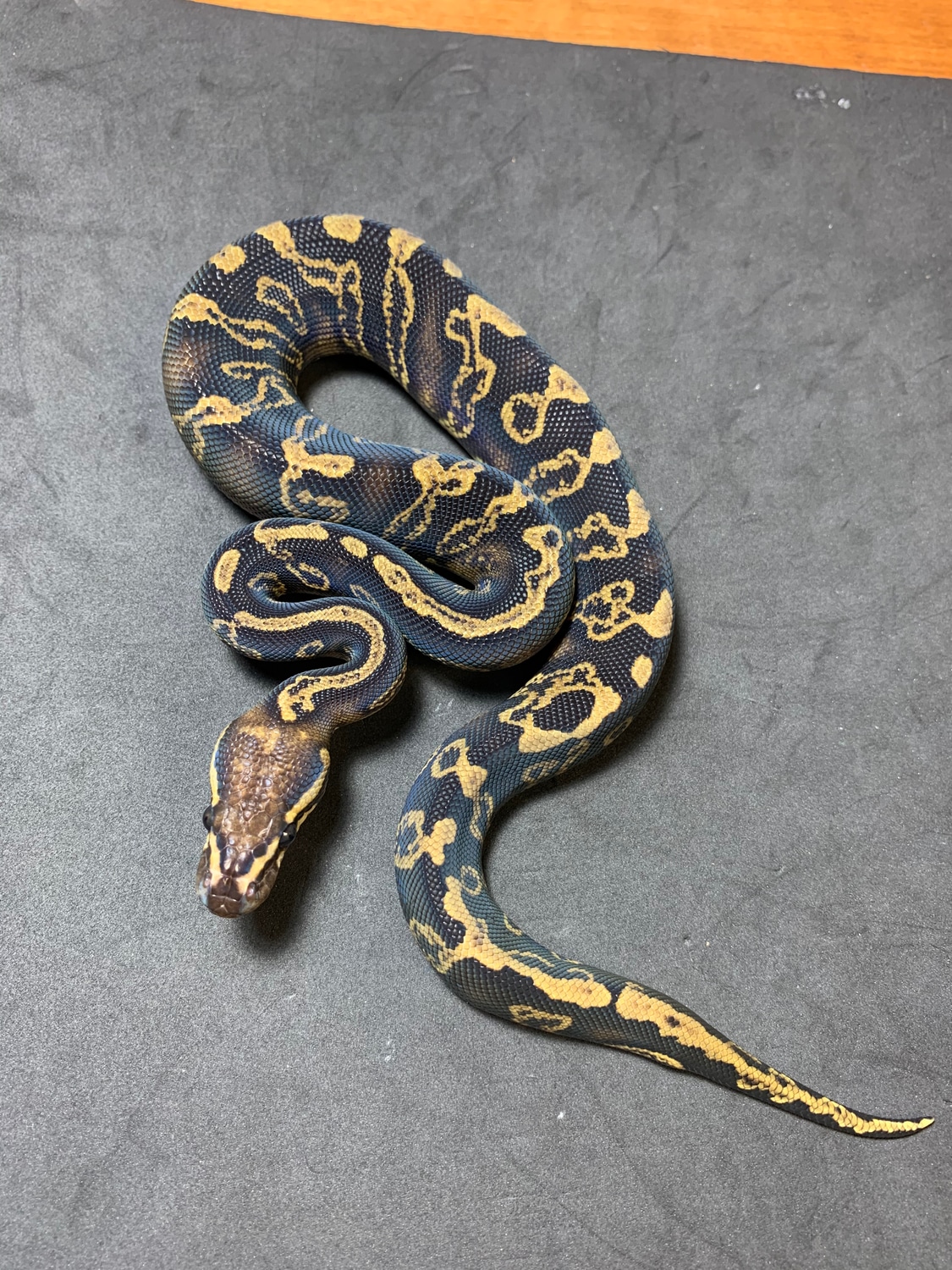 GHI Confusion Ball Python by Danner Constrictors - MorphMarket