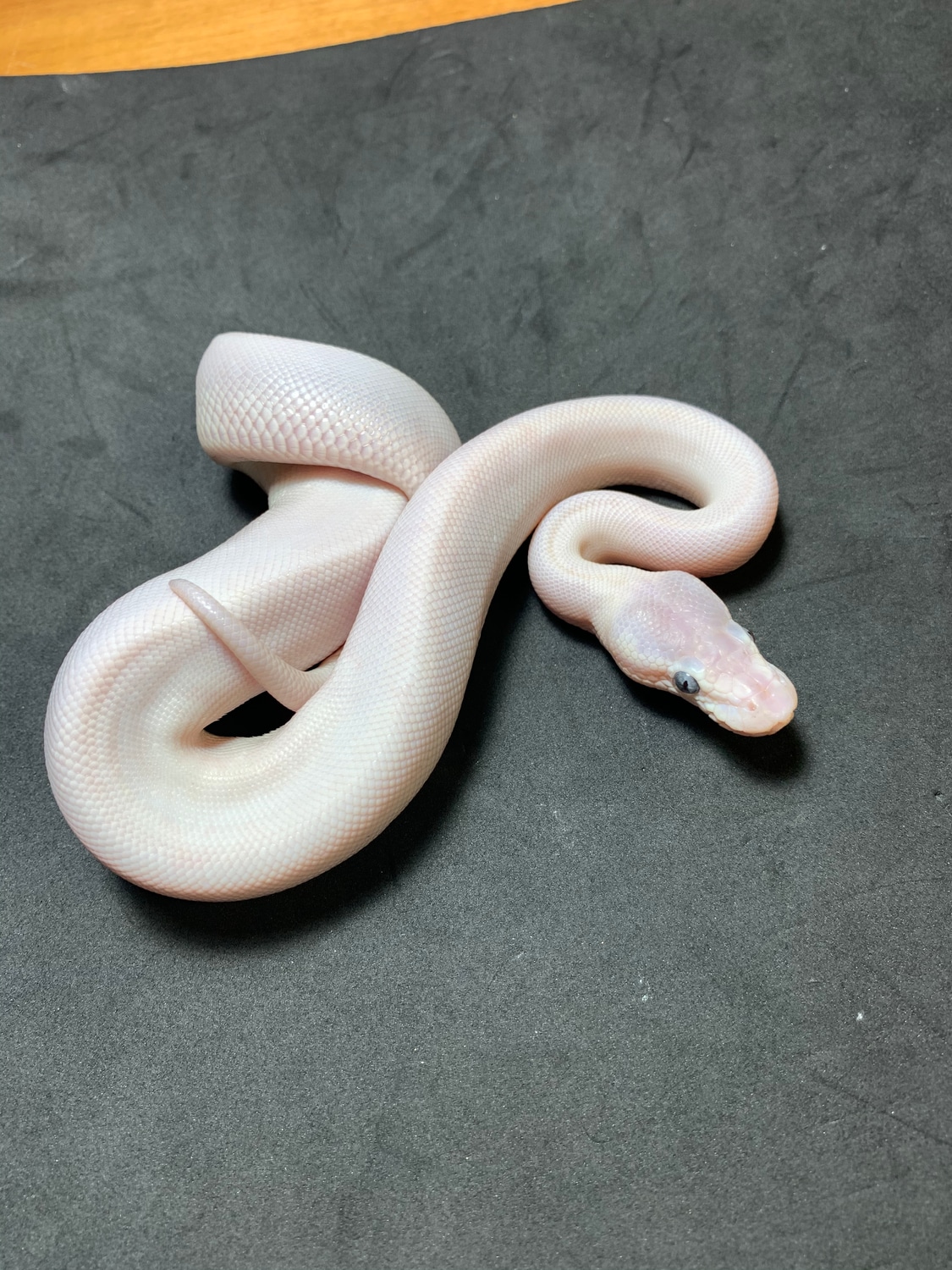 Super Mojave Possible GHI Ball Python by Danner Constrictors - MorphMarket