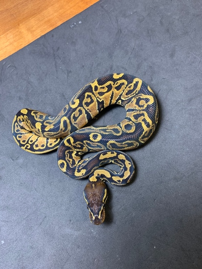 Vanilla Chocolate Trick Ball Python by Danner Constrictors