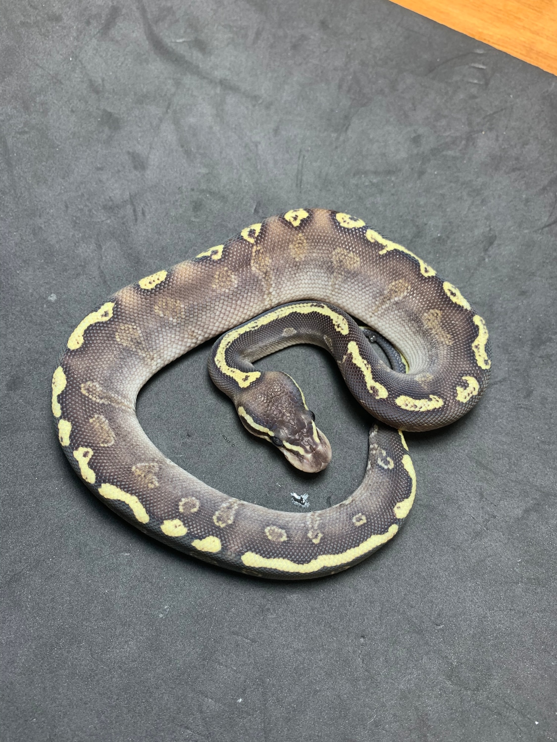 GHI Mojave Ball Python by Danner Constrictors - MorphMarket