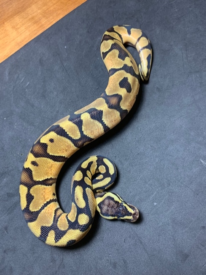 Pastel Enchi Het Pied 66% Het Candy Ball Python by Danner Constrictors