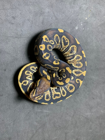 Chocolate Trick Het Clown Ball Python by Danner Constrictors