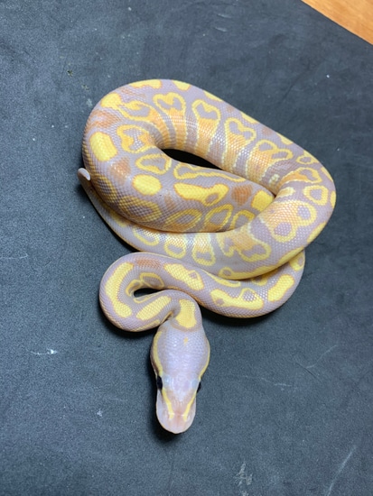 Banana Trick Het Clown Ball Python by Danner Constrictors