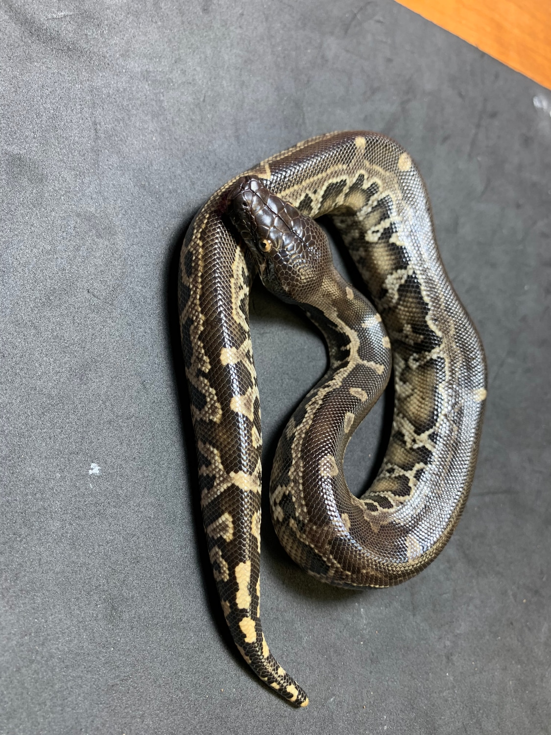 Black Sumatran Short-tailed Python by Danner Constrictors - MorphMarket