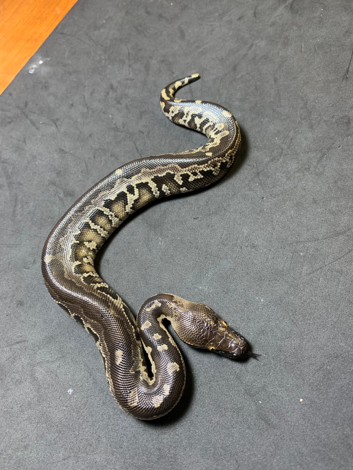 Black Sumatran Short-tailed Python by Danner Constrictors - MorphMarket