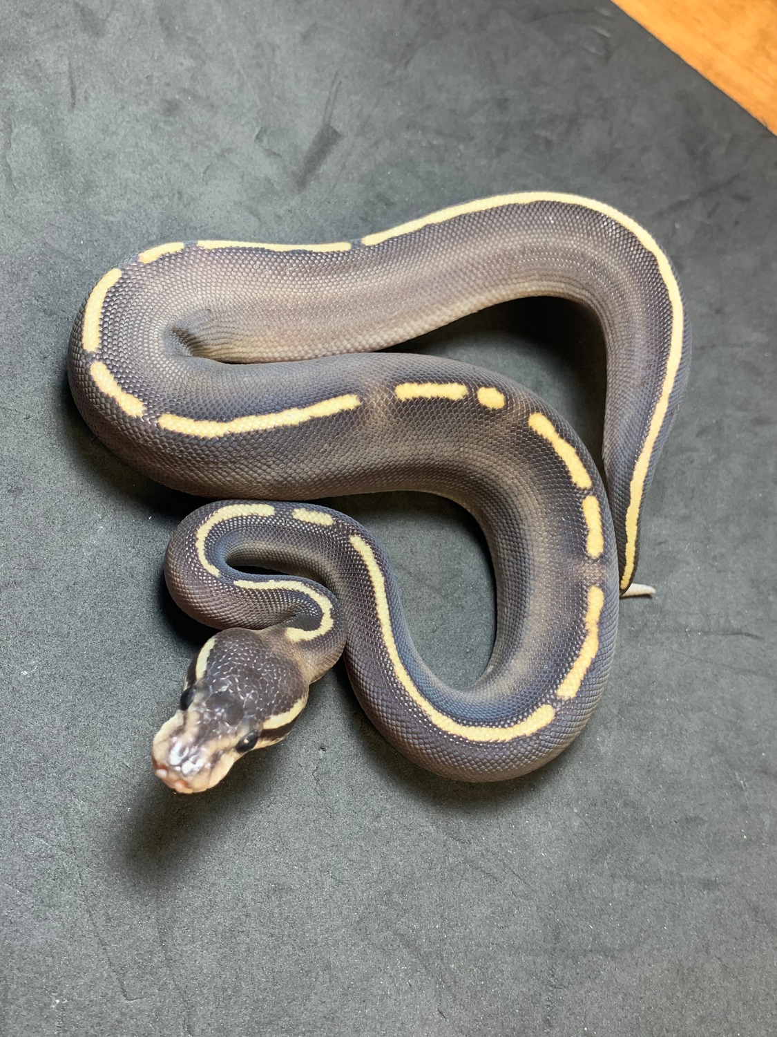 GHI Mojave Cinnamon Dark Granite Ball Python by Danner Constrictors ...