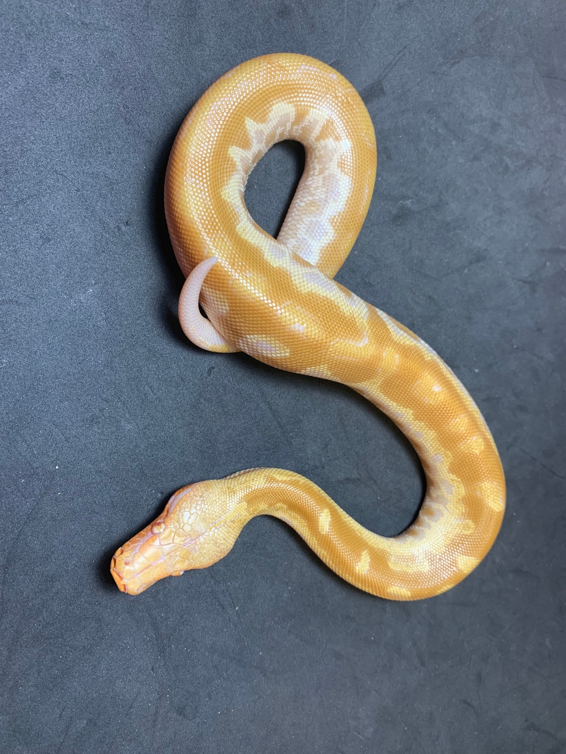 T- Albino Matrix Blood Python by Danner Constrictors - MorphMarket