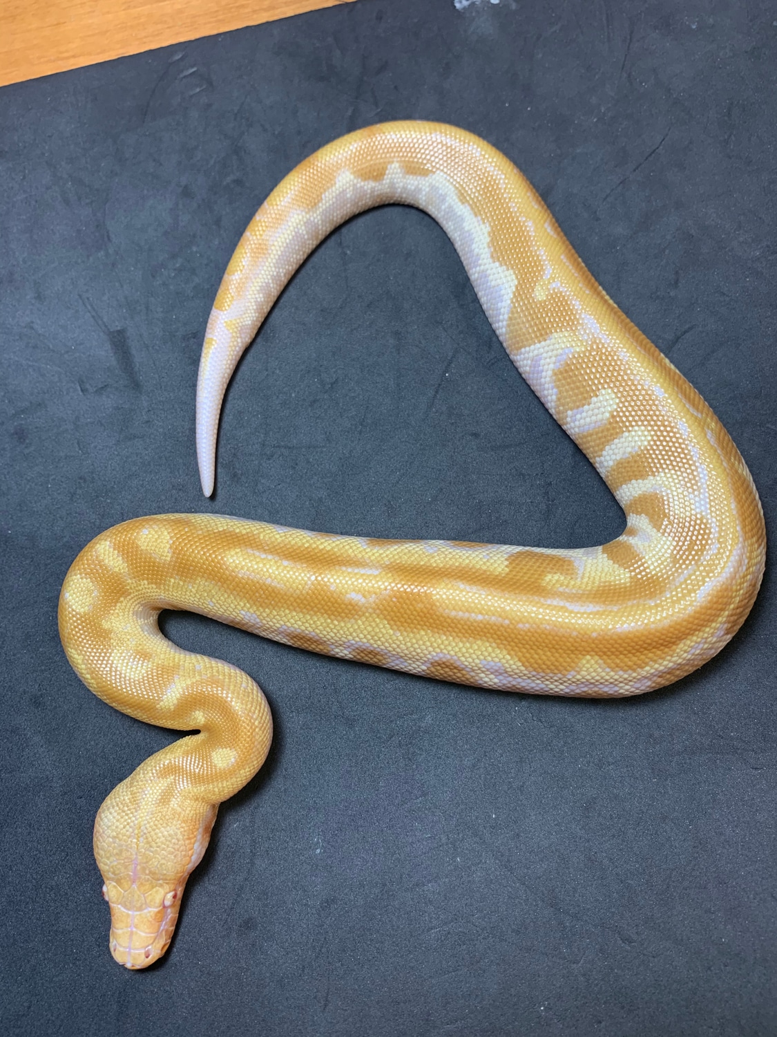 T- Albino Matrix Blood Python by Danner Constrictors - MorphMarket