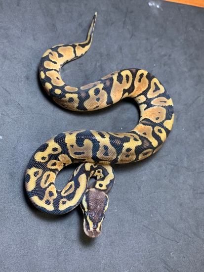 Pastel Het Pied 66% Het Candy Ball Python by Danner Constrictors