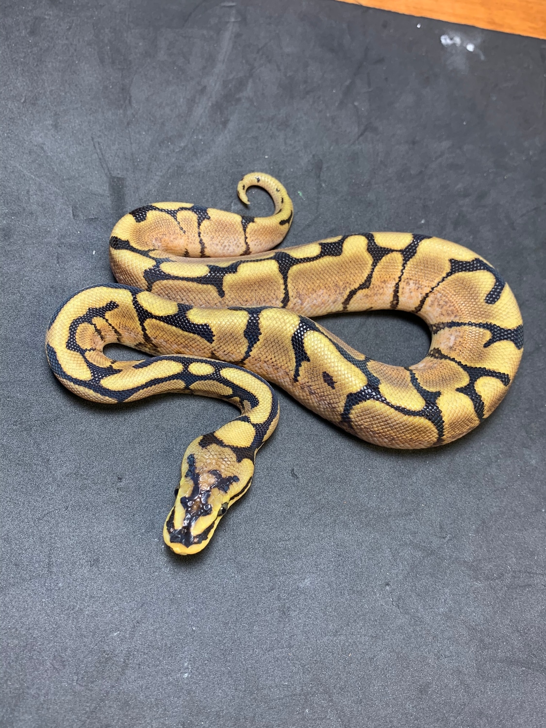 Enchi Spider Ball Python by Danner Constrictors - MorphMarket