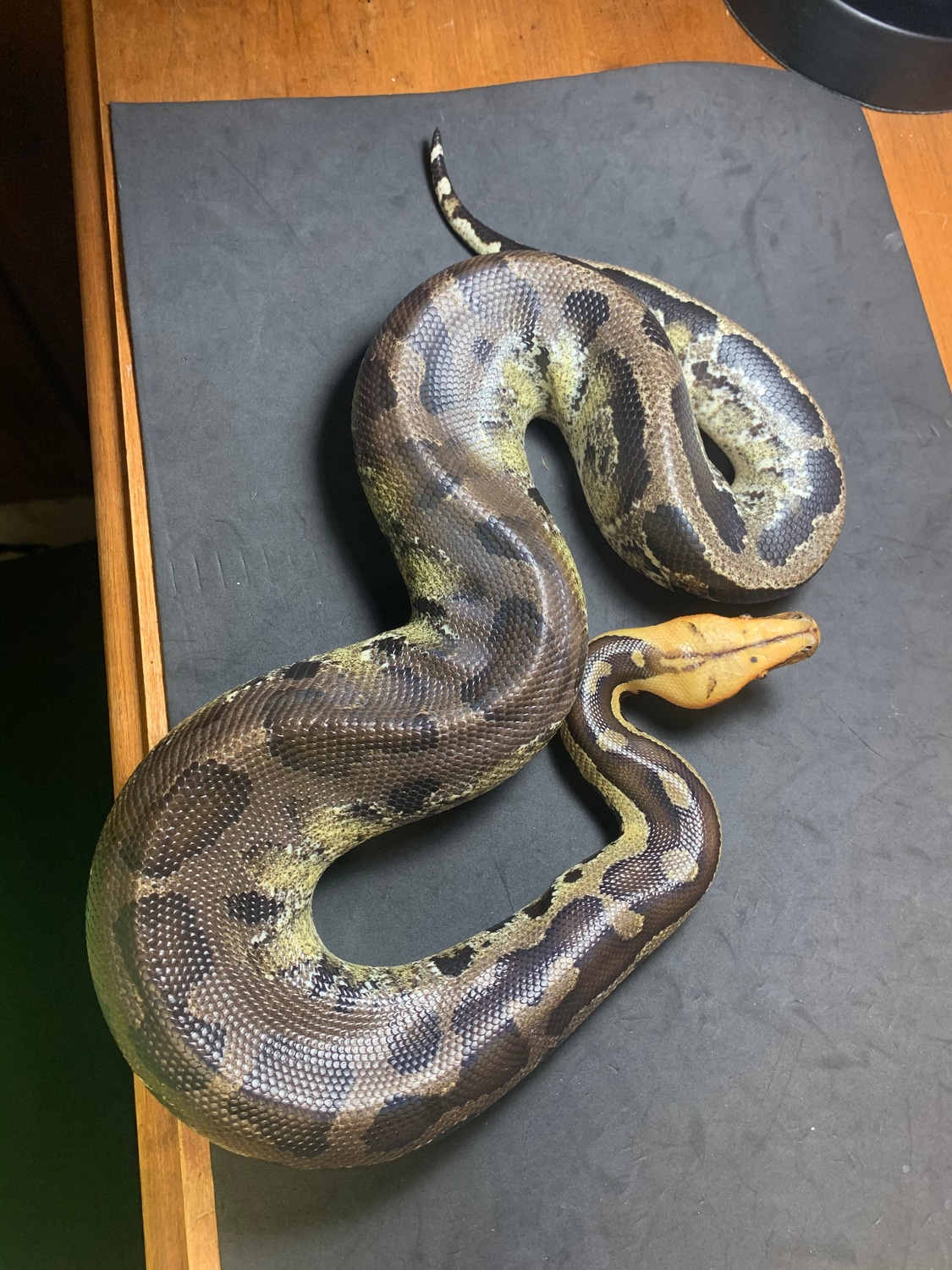 Pumpkin Head Sumatran Short tailed Python By Danner Constrictors Pumpkin Head Sumatran Short tailed Python By Danner Constrictors