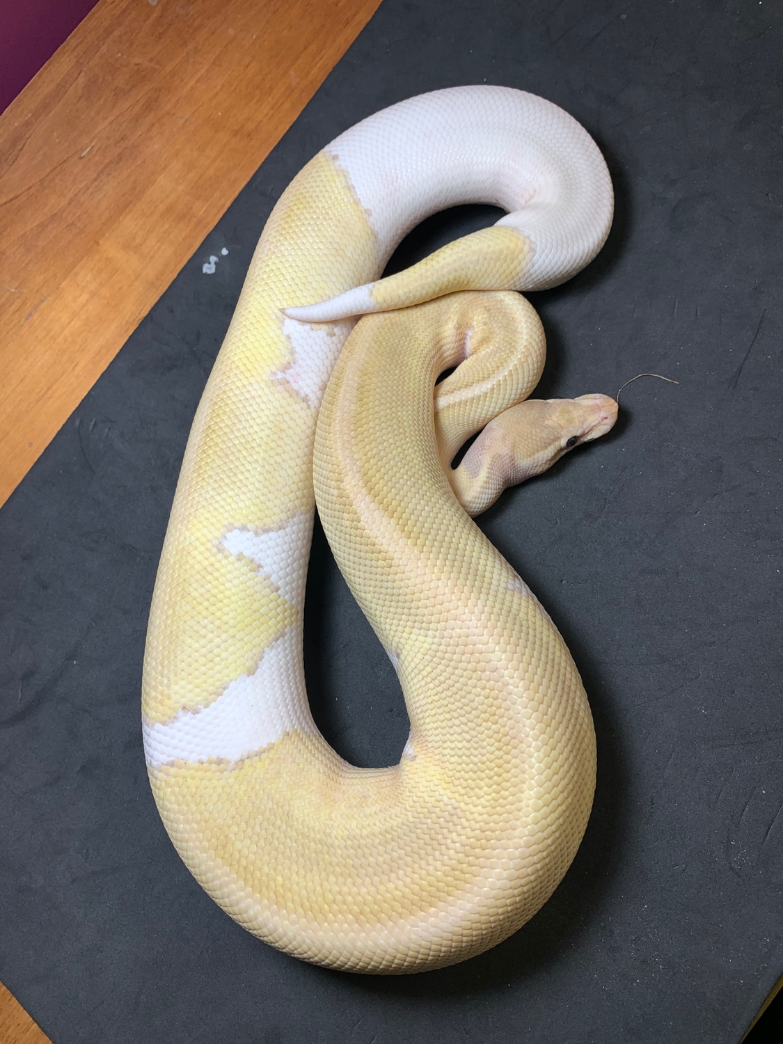 Banana Mojave Pied Ball Python by Danner Constrictors - MorphMarket