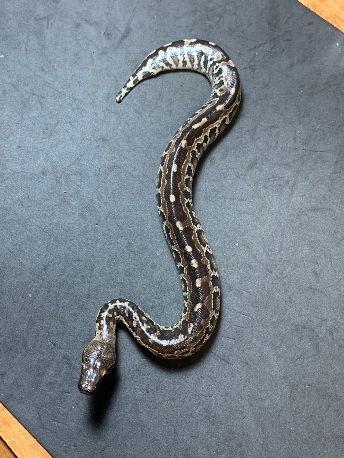 Black Sumatran Short-tailed Python by Danner Constrictors - MorphMarket