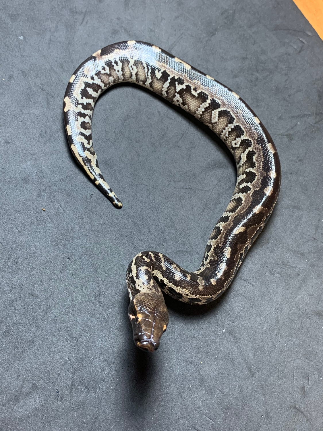 Black Sumatran Short-tailed Python by Danner Constrictors - MorphMarket