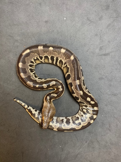 Chrome Sumatran Short-Tailed Python by Danner Constrictors