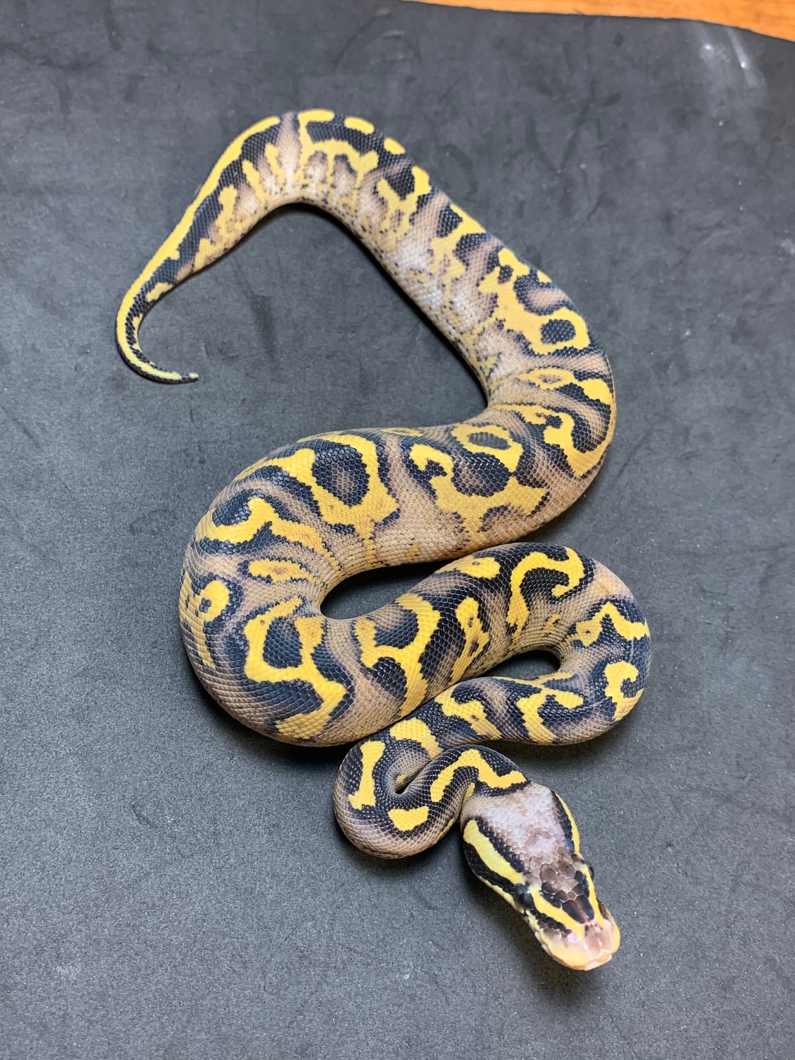 Pastel Freeway Ball Python by Danner Constrictors - MorphMarket