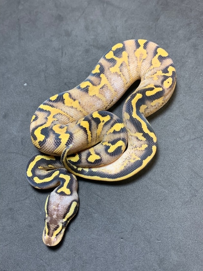 Pastel Freeway Ball Python by Danner Constrictors