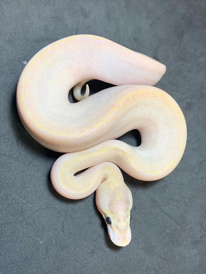 Ivory Ball Python by Danner Constrictors