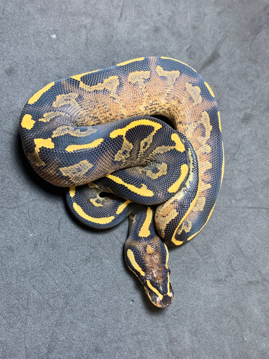 Freeway Ball Python by Danner Constrictors - MorphMarket