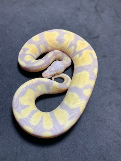 Pastel Candy Het Pied Ball Python by Danner Constrictors