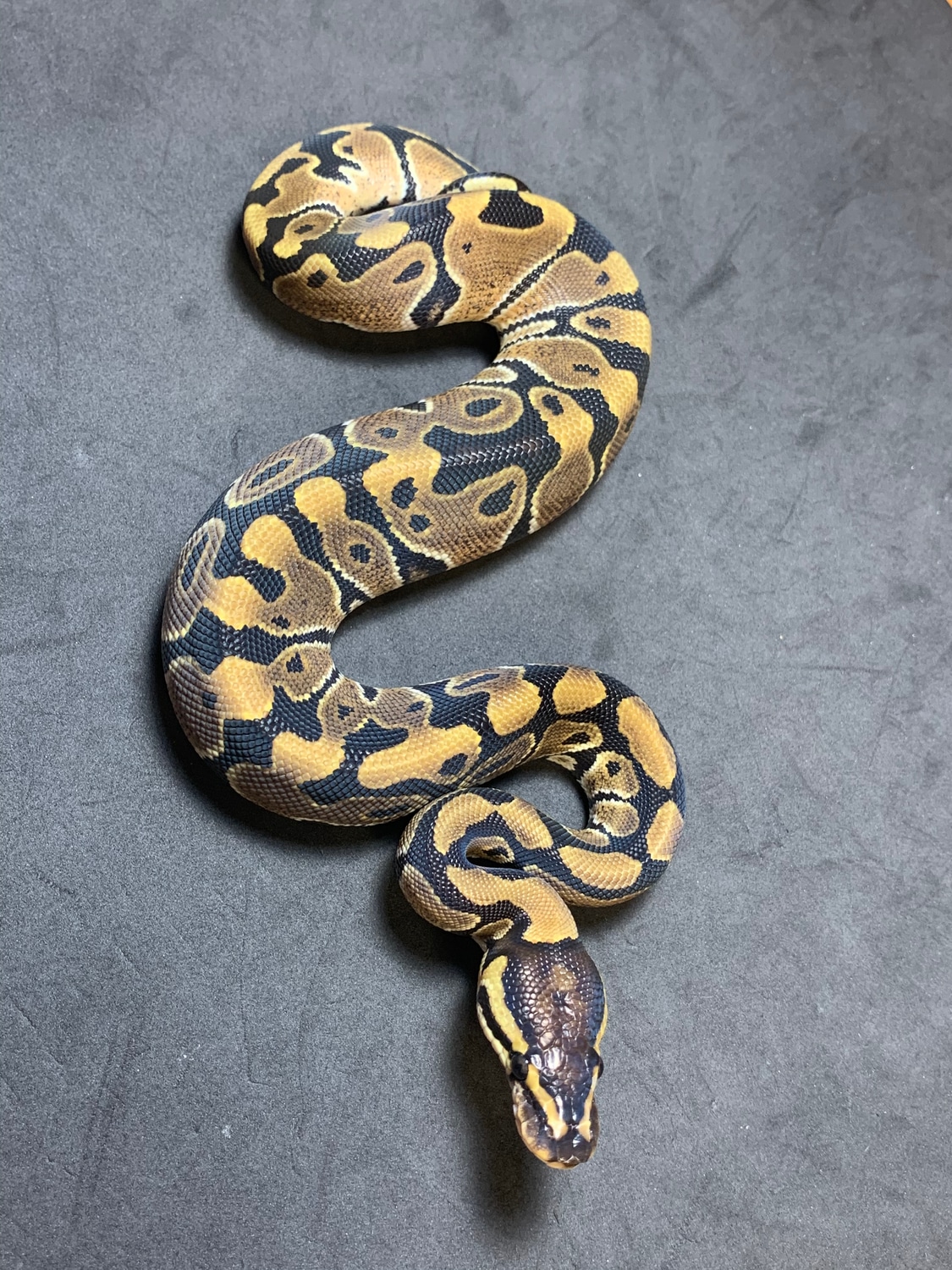 Blade Het Clown Ball Python by Danner Constrictors - MorphMarket