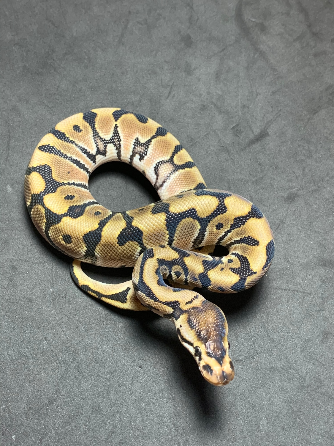 Hidden Gene Woma Het Clown Ball Python by Danner Constrictors - MorphMarket