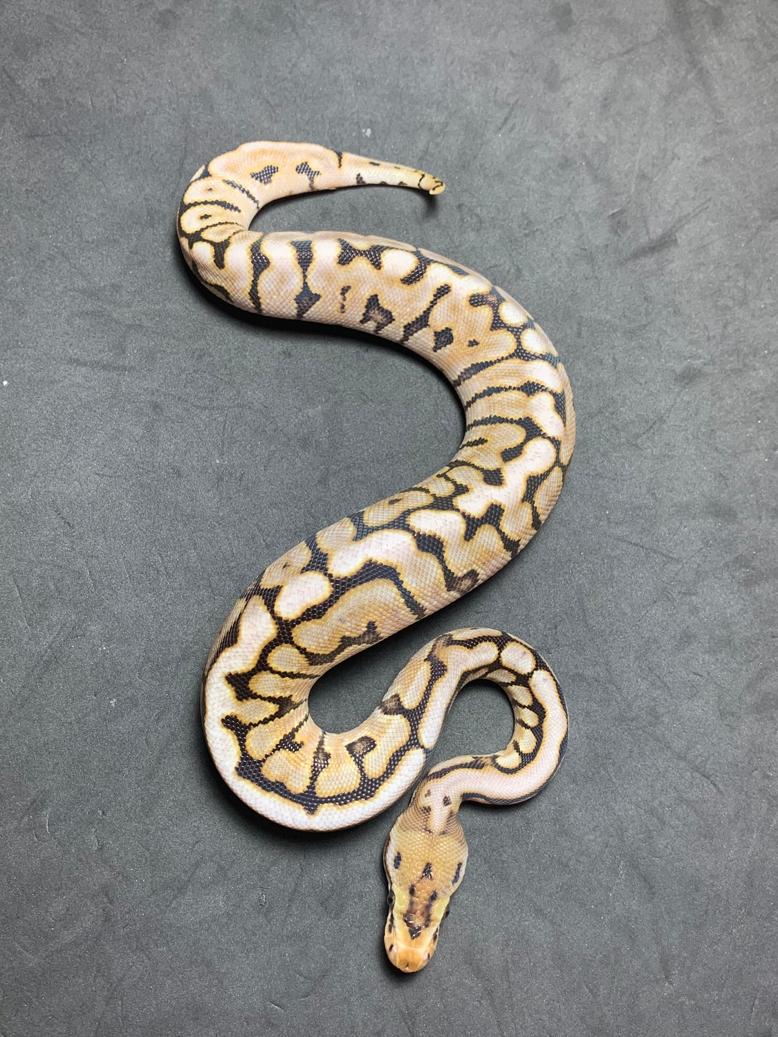 Spotnose Hidden Gene Woma Het Clown Ball Python by Danner Constrictors ...