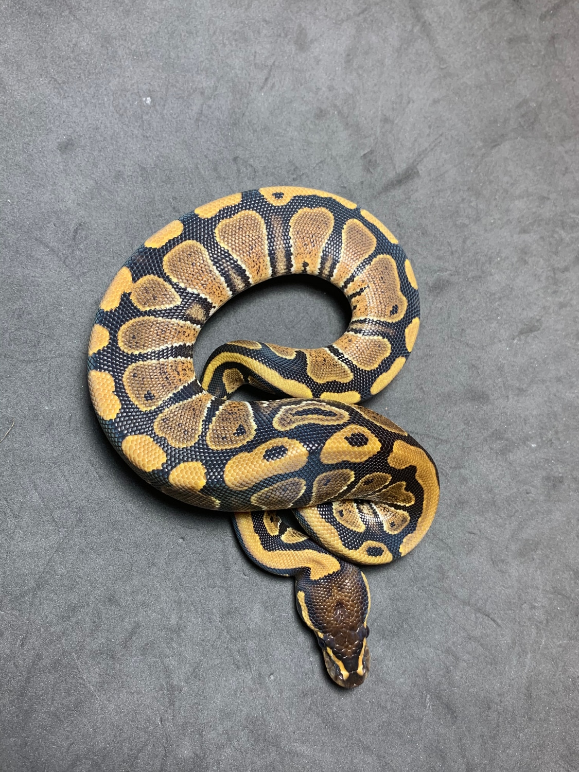 Arroyo Ball Python by Danner Constrictors - MorphMarket