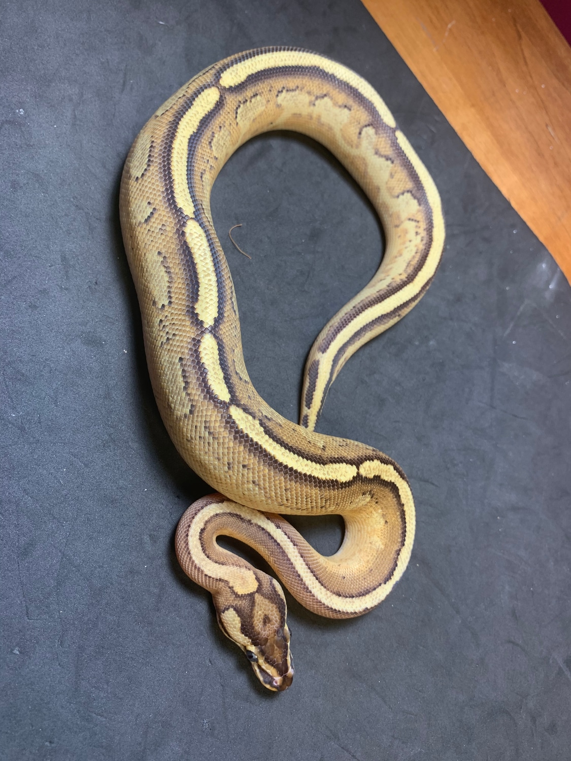 Orange Dream Super Stripe Ball Python by Danner Constrictors - MorphMarket