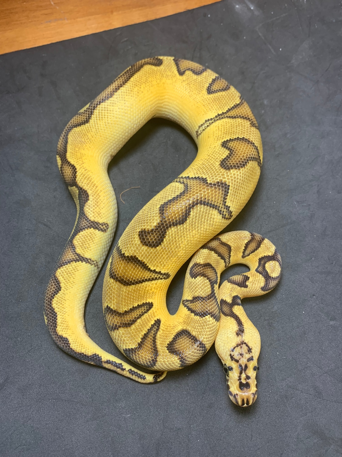 Pastel Enchi Blade Clown Ball Python by Danner Constrictors - MorphMarket